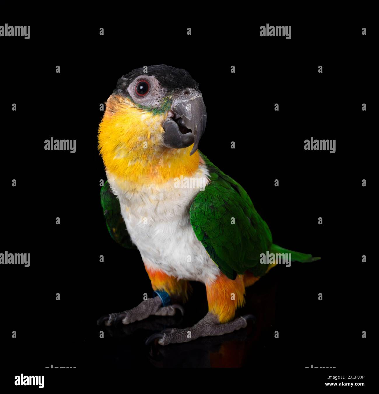 Black-headed parrot in front of black background Stock Photo - Alamy