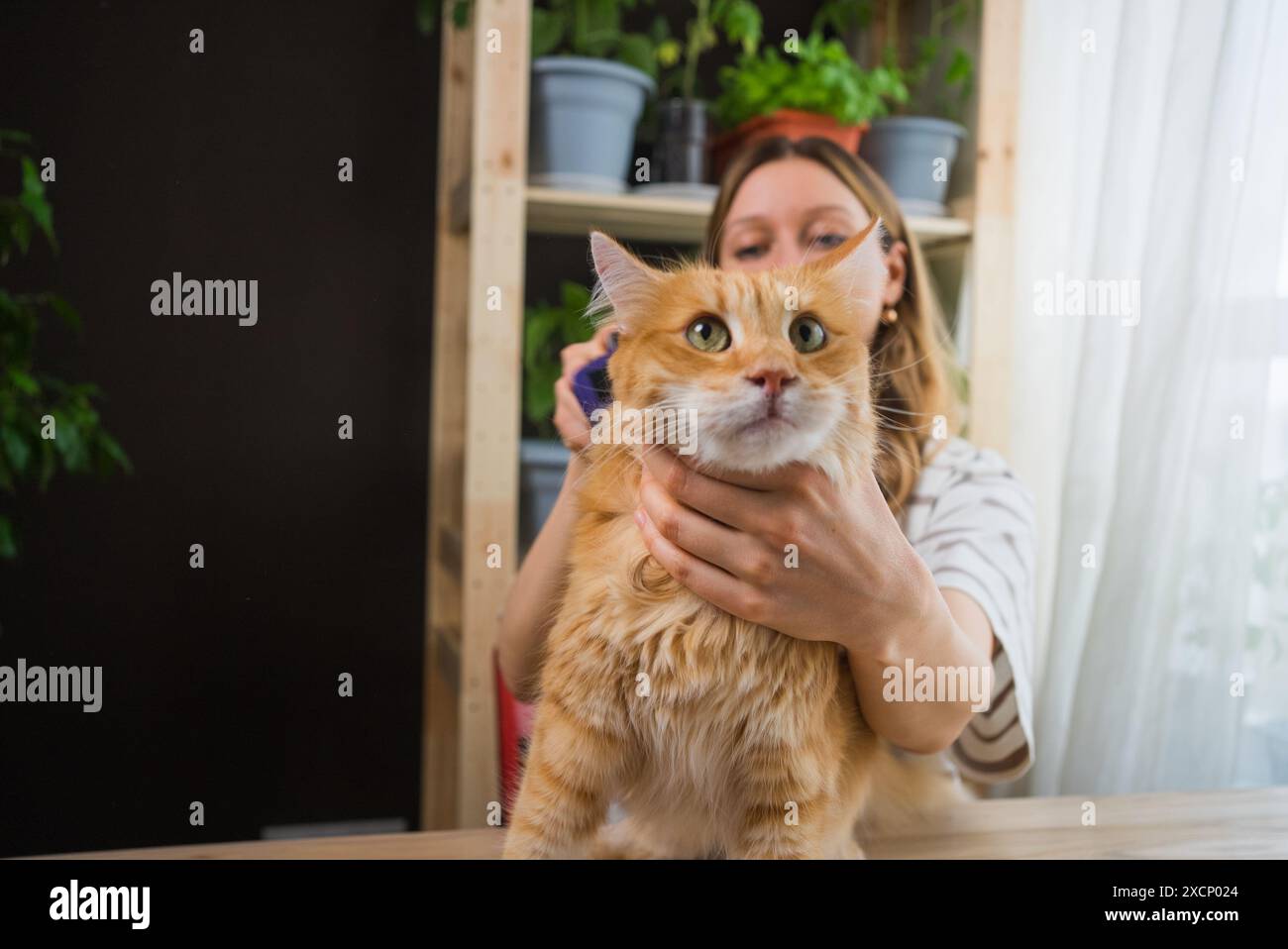 Woman Grooming Orange Cat in Home Garden Room with Green Plants. Pet ...