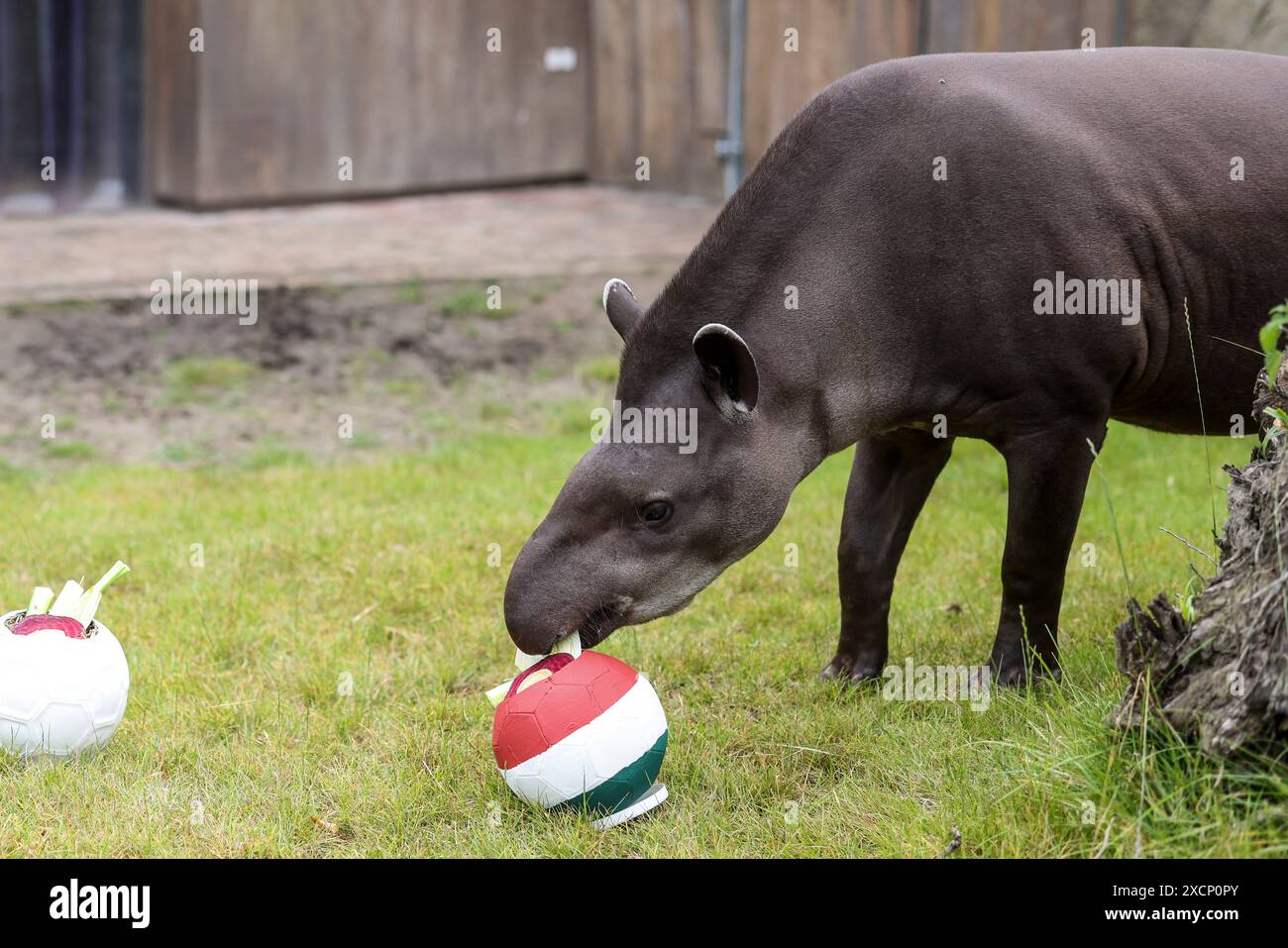 Munster, Germany. 18 June 2024, North Rhine-Westphalia, Münster: Tapir ...