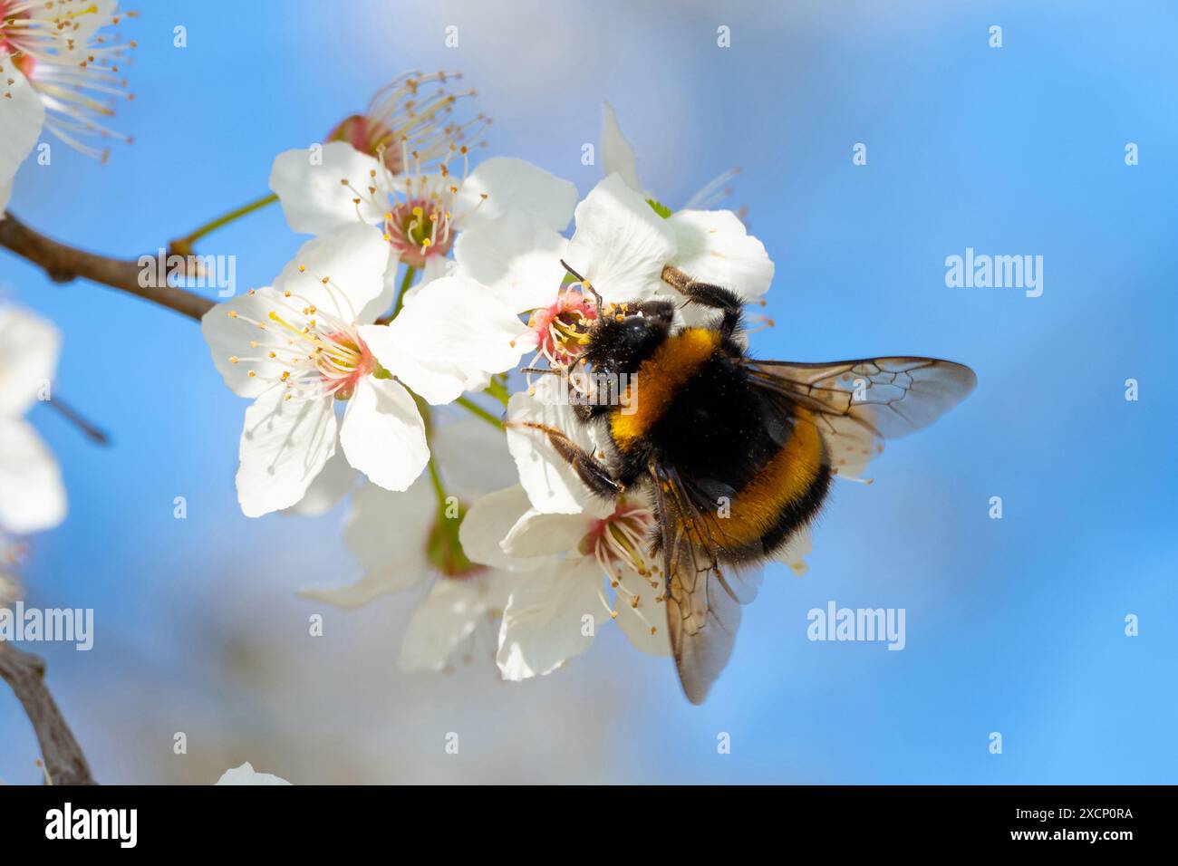 Dunkle Erdhummel, (Bombus terrestris), Hummel, Insekt, insekt, Makro ...