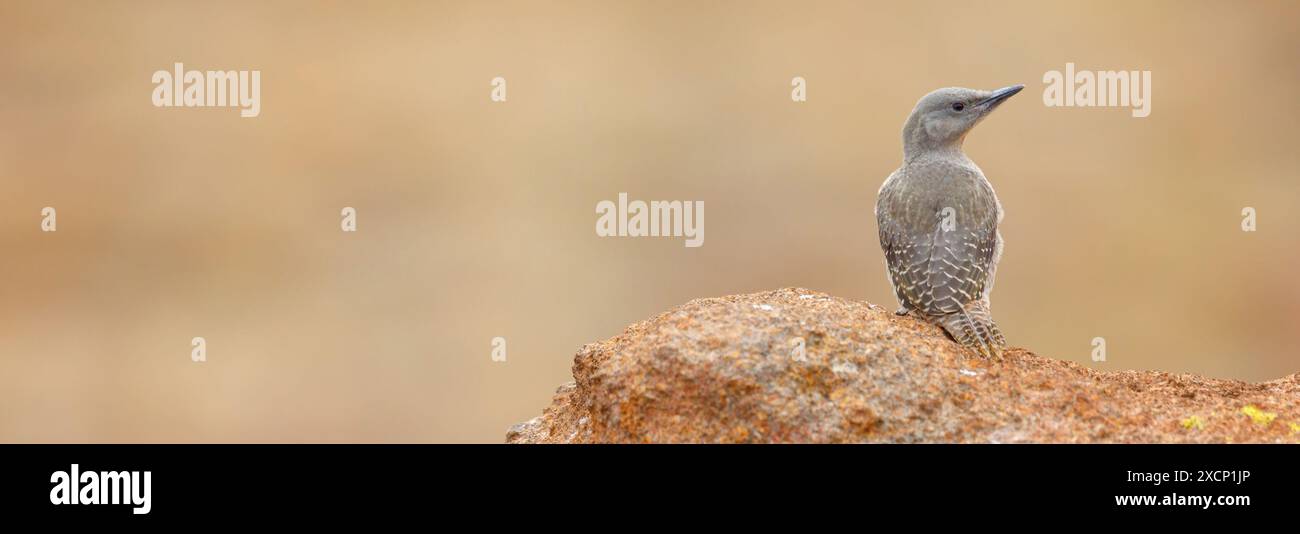 Erdspecht, (Geocolaptes olivaceus Stock Photo - Alamy