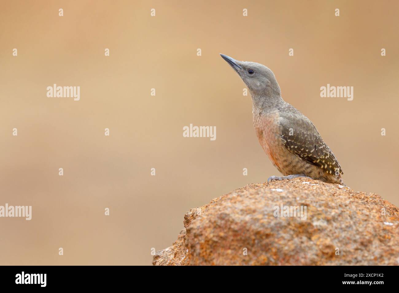 Erdspecht hi-res stock photography and images - Alamy