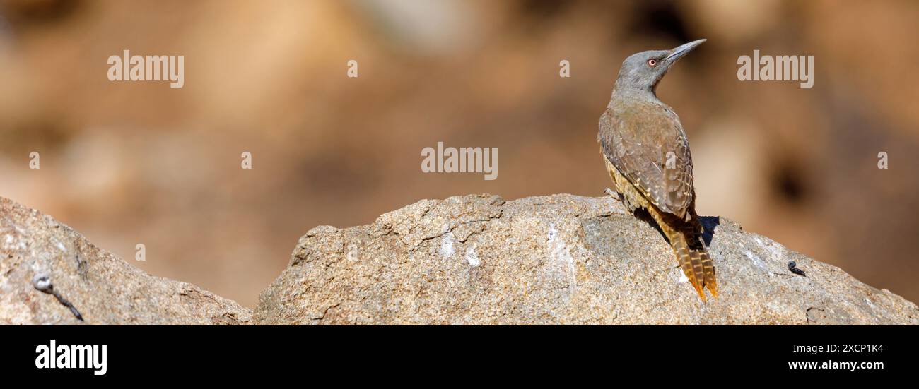 Erdspecht, (Geocolaptes olivaceus Stock Photo - Alamy