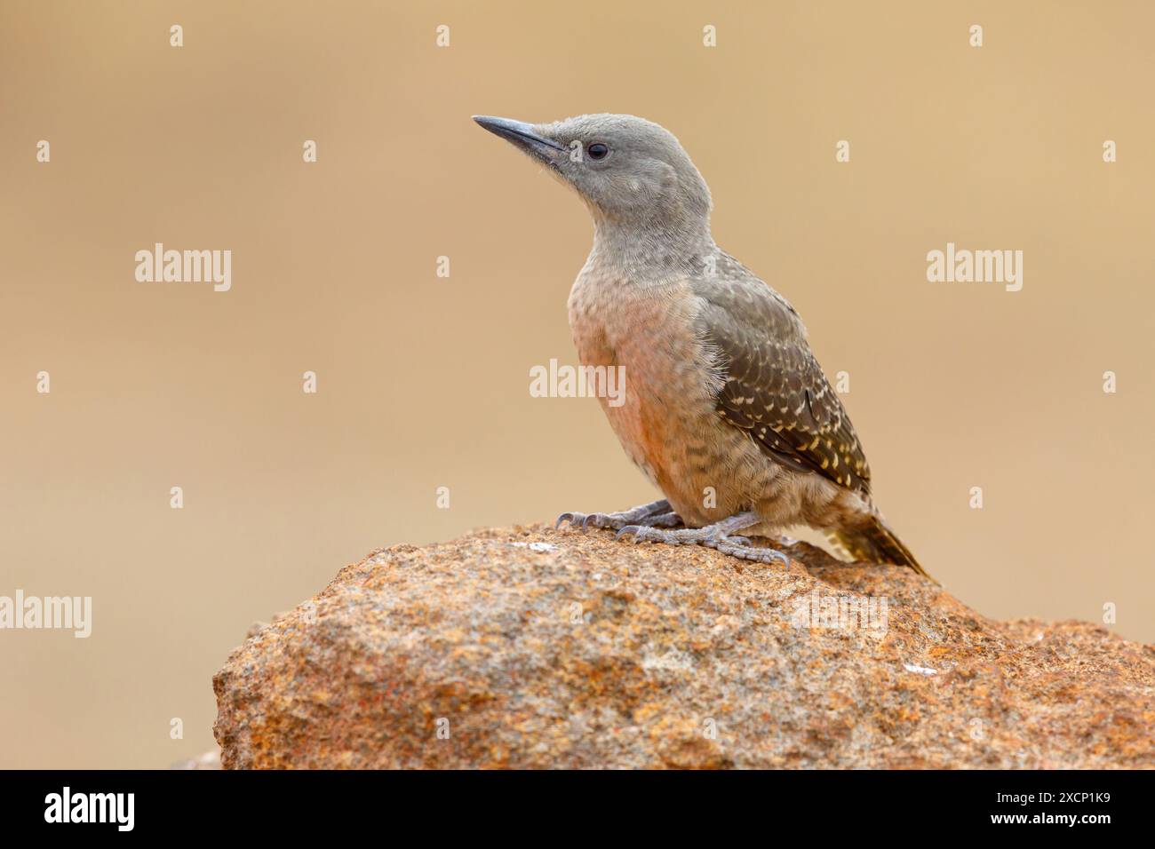 Erdspecht, (Geocolaptes olivaceus Stock Photo - Alamy