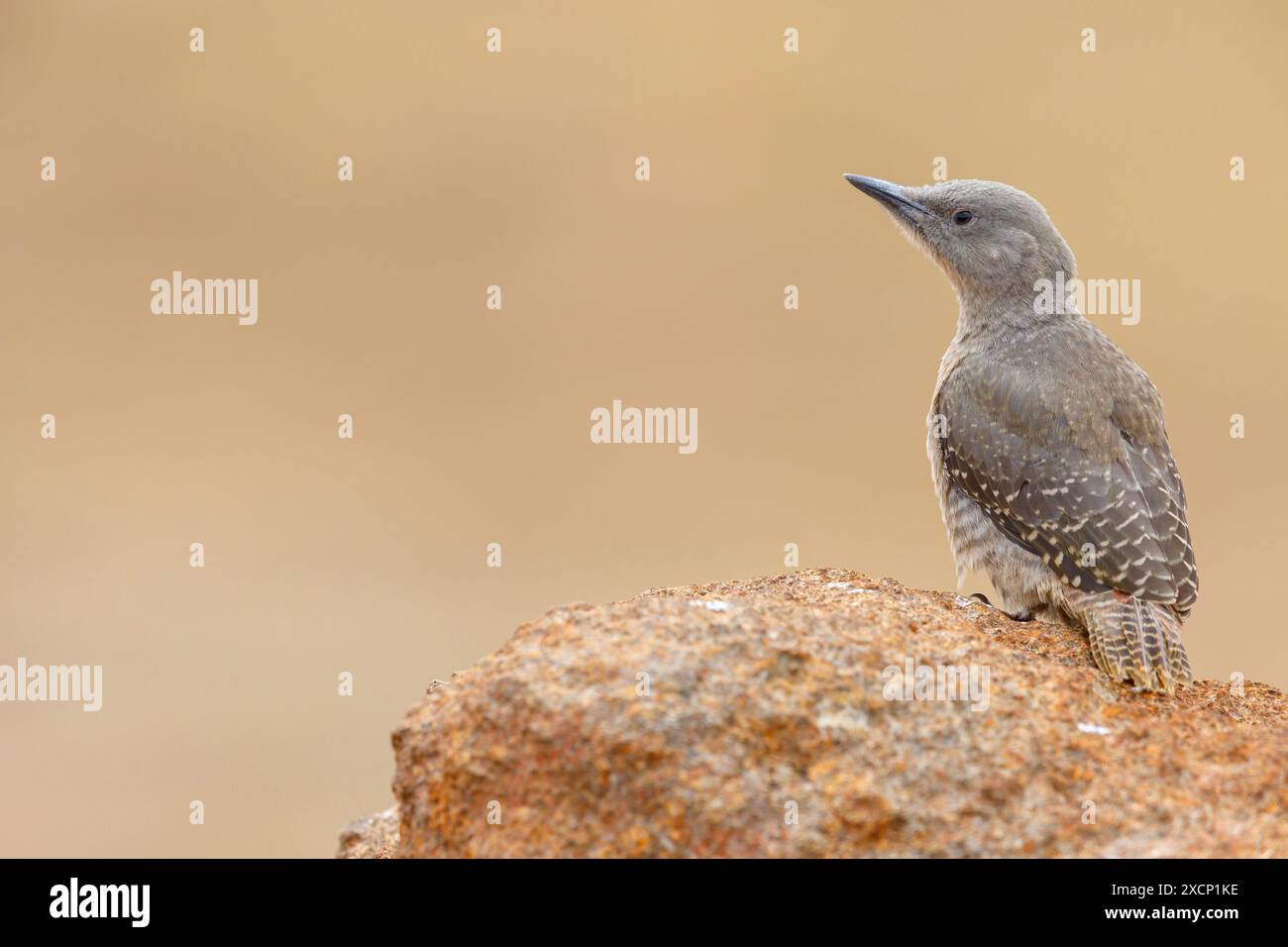 Erdspecht hi-res stock photography and images - Alamy