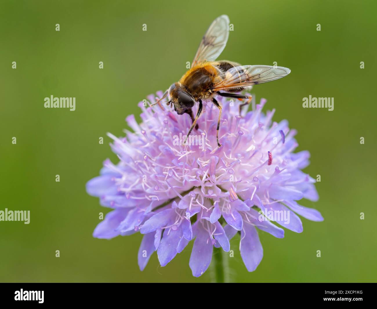 Blume schwebfliege hi-res stock photography and images - Alamy