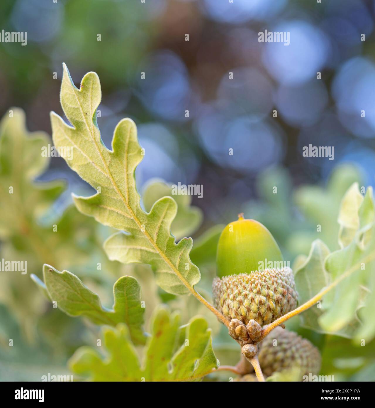 Quercus suber korkeiche hi-res stock photography and images - Alamy