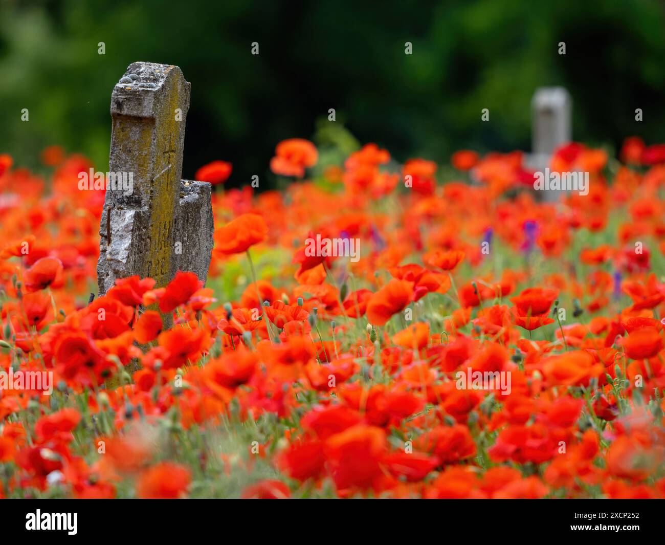 Mohn, Klatschmohn, Friedhof, Grabstein, Kreuz, Blumen, Mohnblumen Stock ...