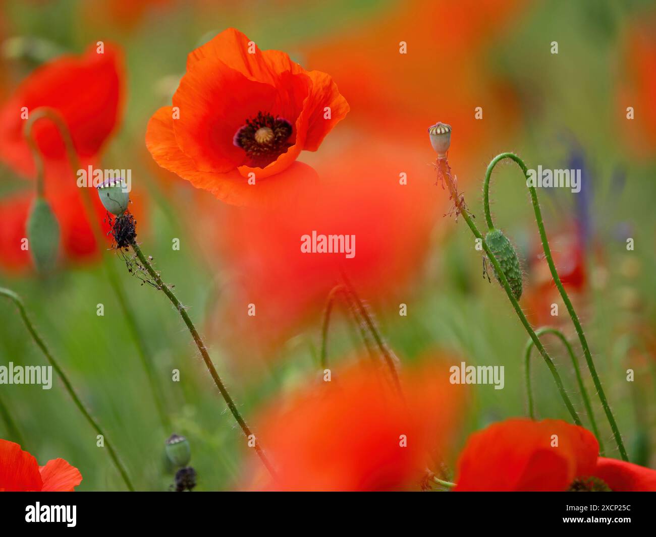 Mohn, Klatschmohn, Friedhof, Grabstein, Kreuz, Blumen, Mohnblumen Stock ...