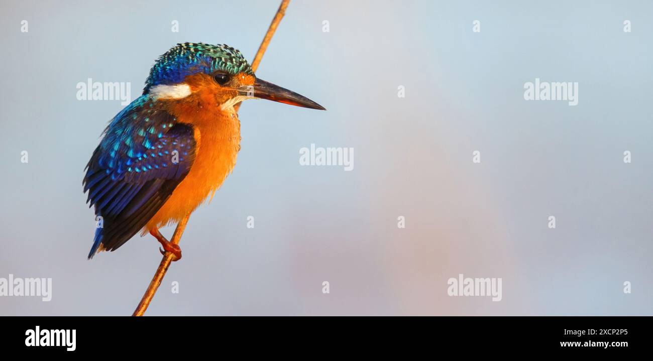 Haubenzwergfischer, Corythohrnis cristatus, (Alcedo cristata), Familie der Eisvögel, Malachit ...
