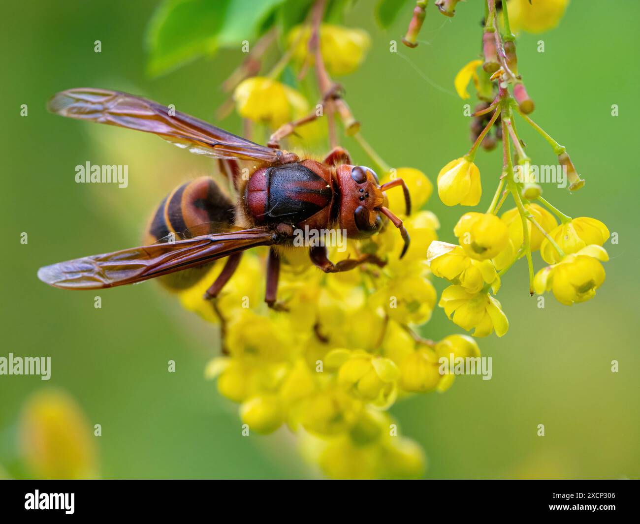 Hornisse, (Vespa crabro), Insekt, Insekten, Makro, Pflanze Stock Photo ...
