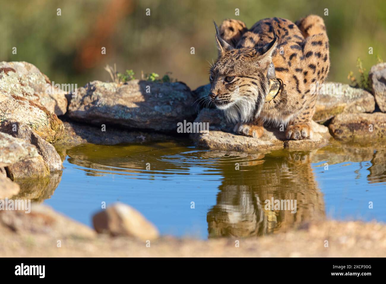 Pardelluchs hi-res stock photography and images - Alamy