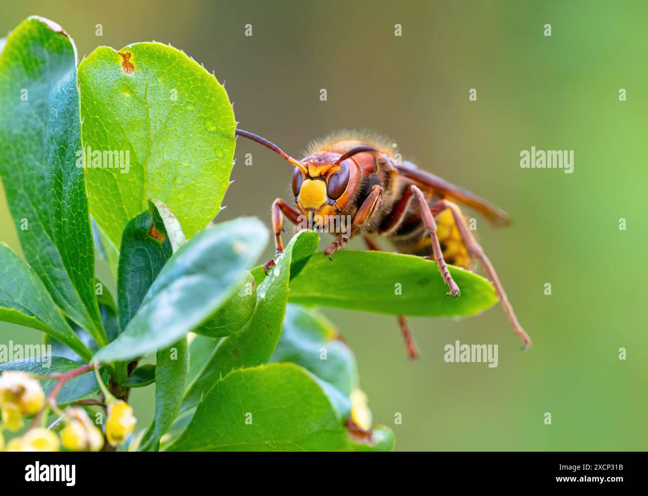 Insekten makro hi-res stock photography and images - Alamy