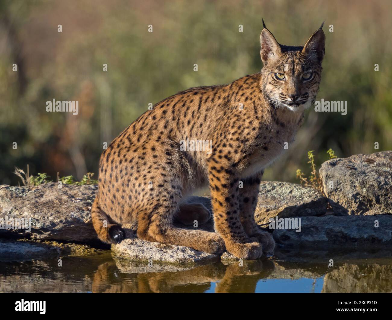 Pardelluchs, Iberischer Luchs, (Lynx pardinus), trinkt Wasser am ...