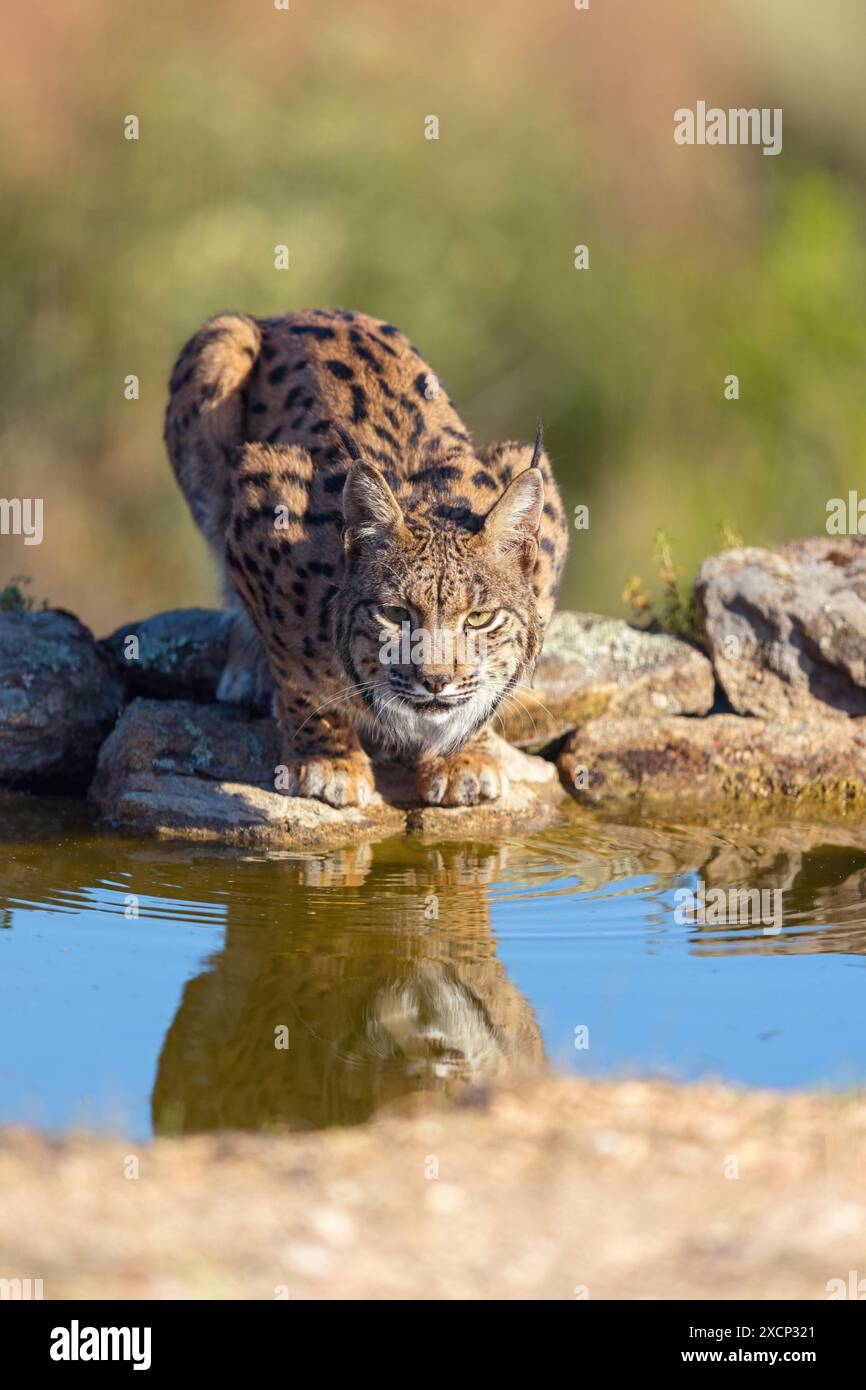 Pardelluchs, Iberischer Luchs, (Lynx pardinus), trinkt Wasser am ...