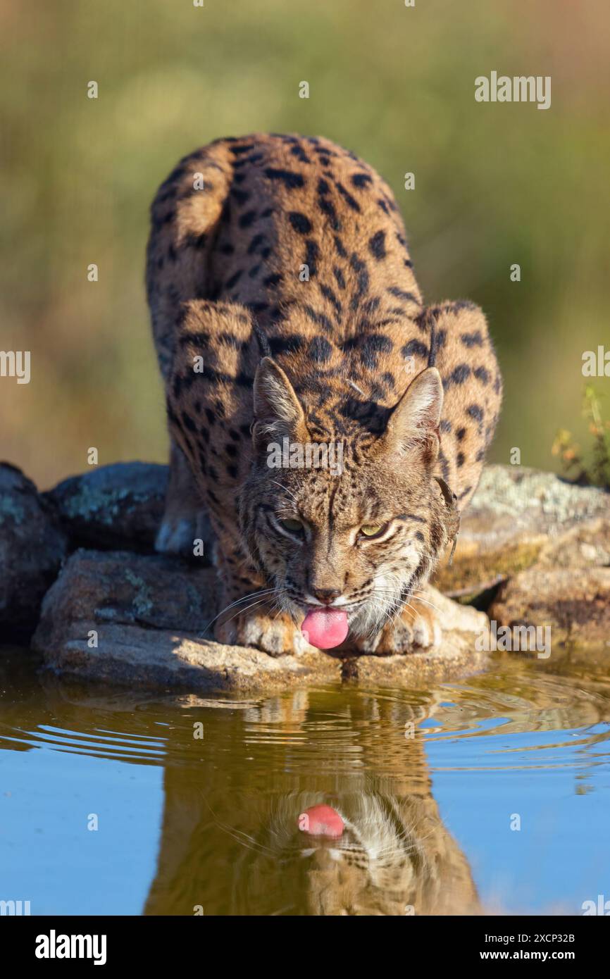 Pardelluchs, Iberischer Luchs, (Lynx pardinus), trinkt Wasser am ...