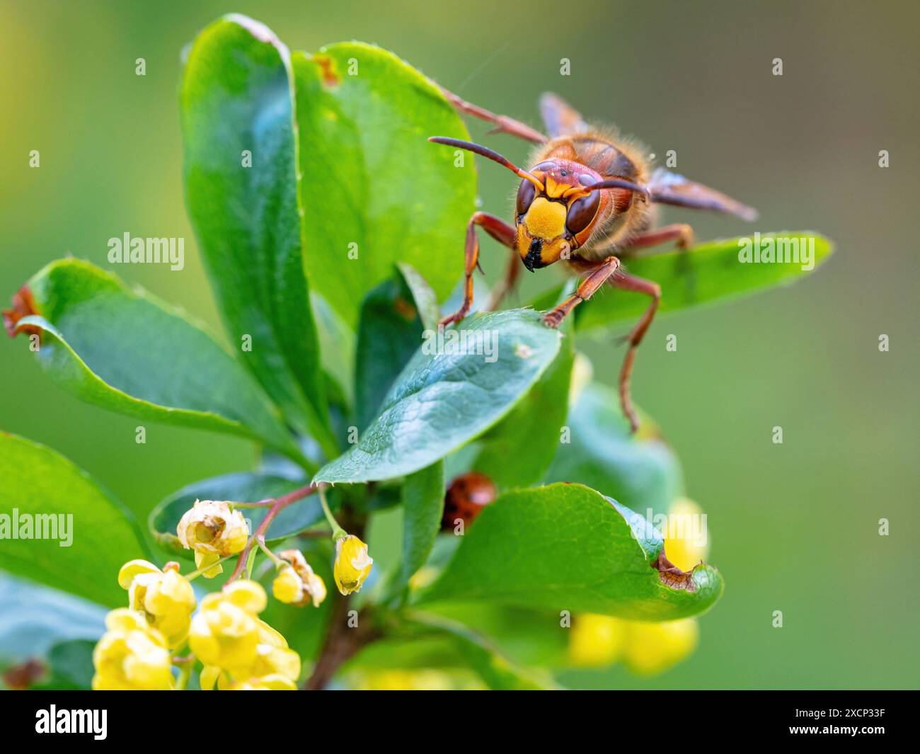 Hornisse, (Vespa crabro), Insekt, Insekten, Makro, Pflanze Stock Photo ...