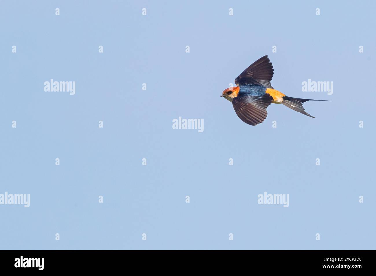 Greater striped swallow cecropis cucullata hi-res stock photography and ...