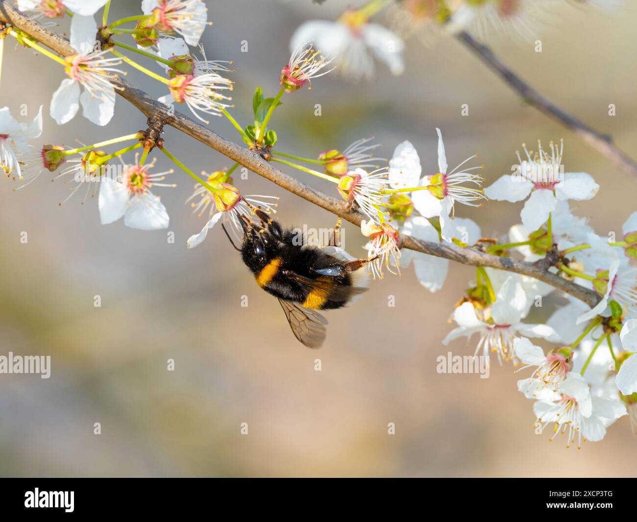 Dunkle Erdhummel, (Bombus terrestris), Hummel, Insekt, insekt, Makro ...