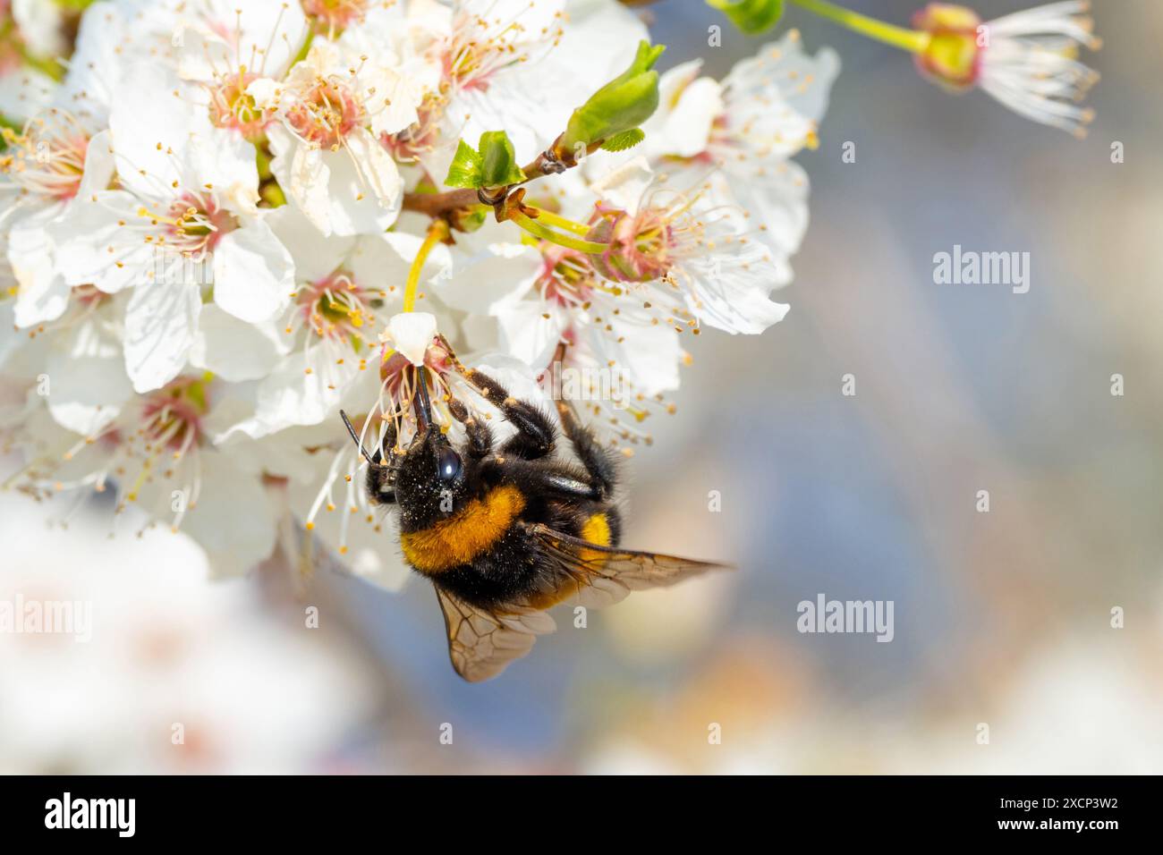 Dunkle Erdhummel, (Bombus terrestris), Hummel, Insekt, insekt, Makro ...