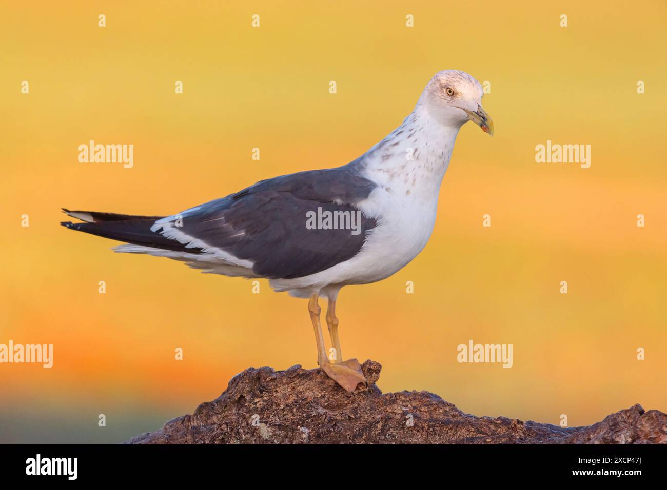 Mittelmeermöwe, ( Larus cachinnans michahellis), (Larus michahellis ...