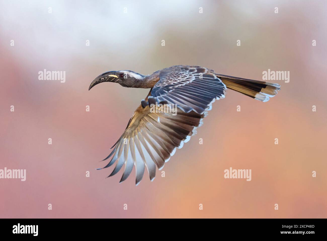 Bec noir hi-res stock photography and images - Alamy