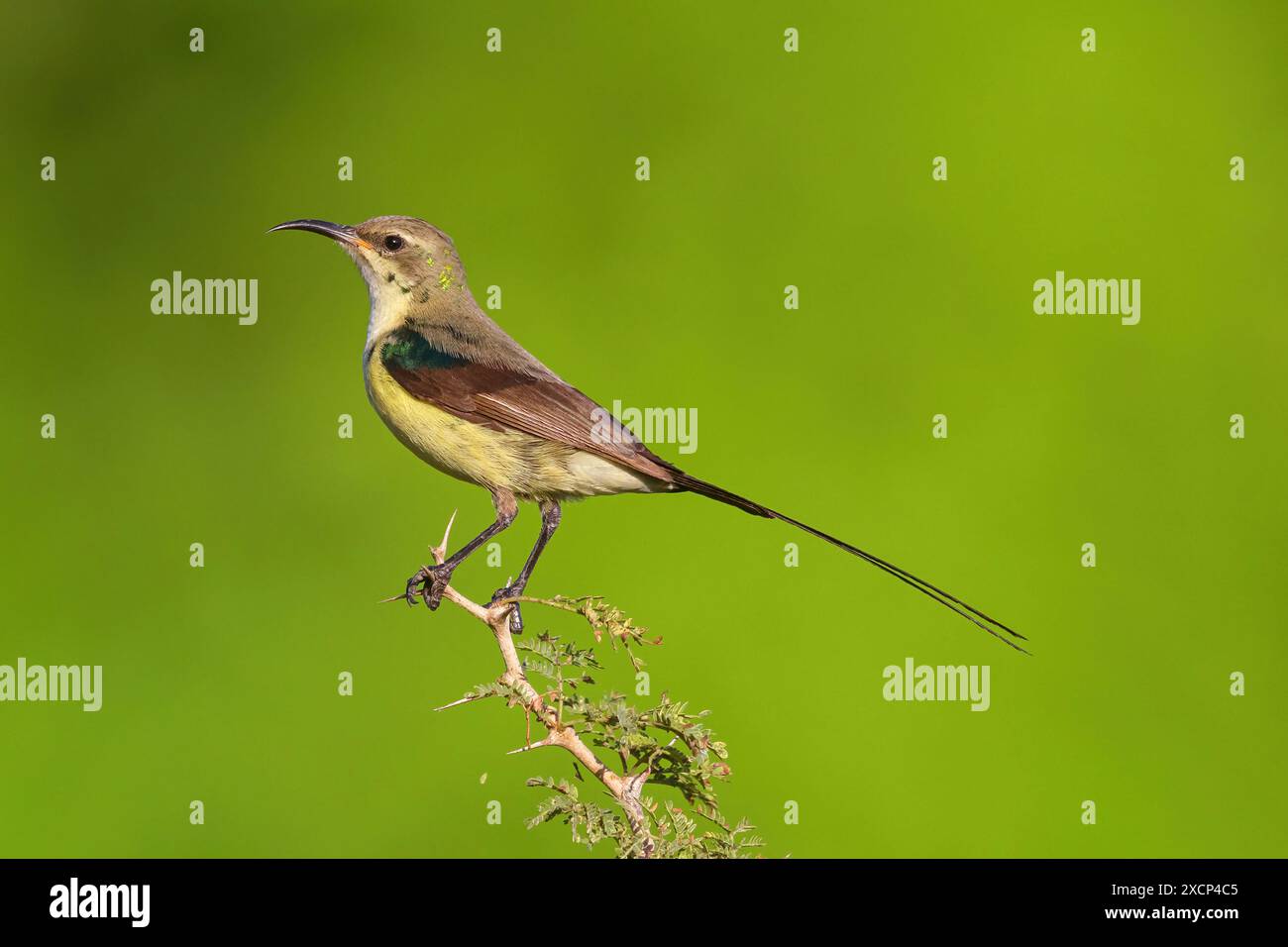 Anthreptes platura hi-res stock photography and images - Alamy