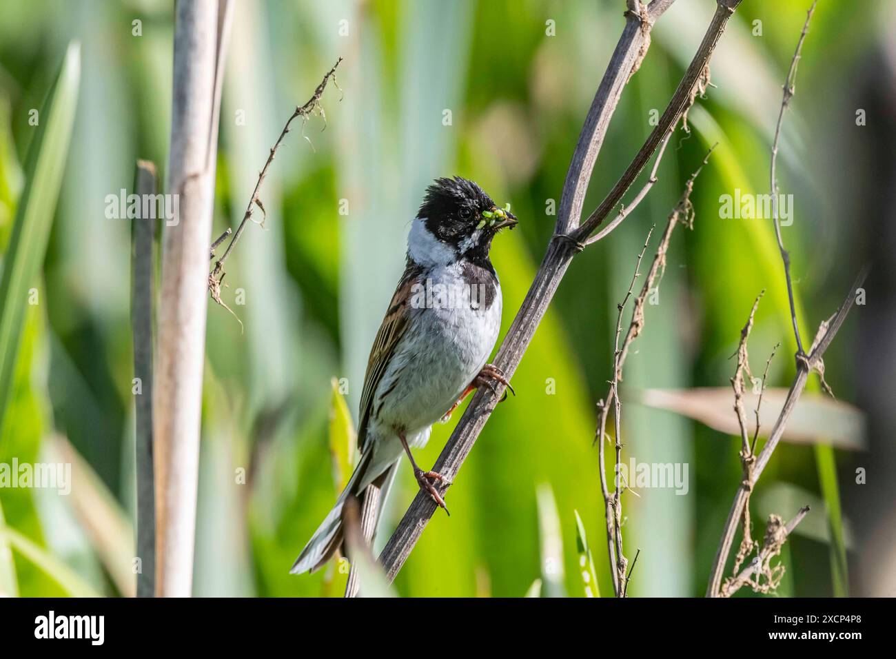 Reed Bunting Emberiza schoeniclus on Bull Rushes collecting food for ...