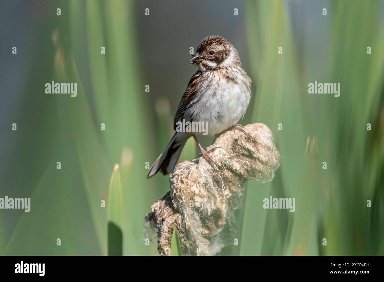 Reed Bunting Emberiza schoeniclus on Bull Rushes collecting food for ...