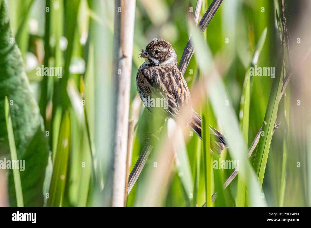 Reed Bunting Emberiza schoeniclus on Bull Rushes collecting food for ...