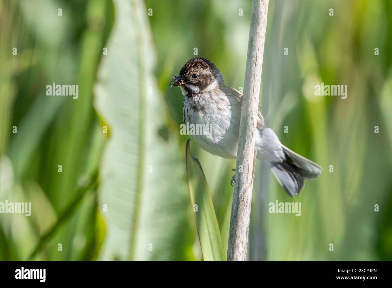 Reed Bunting Emberiza schoeniclus on Bull Rushes collecting food for ...
