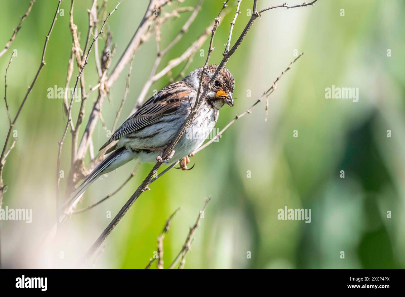 Reed Bunting Emberiza schoeniclus on Bull Rushes collecting food for ...