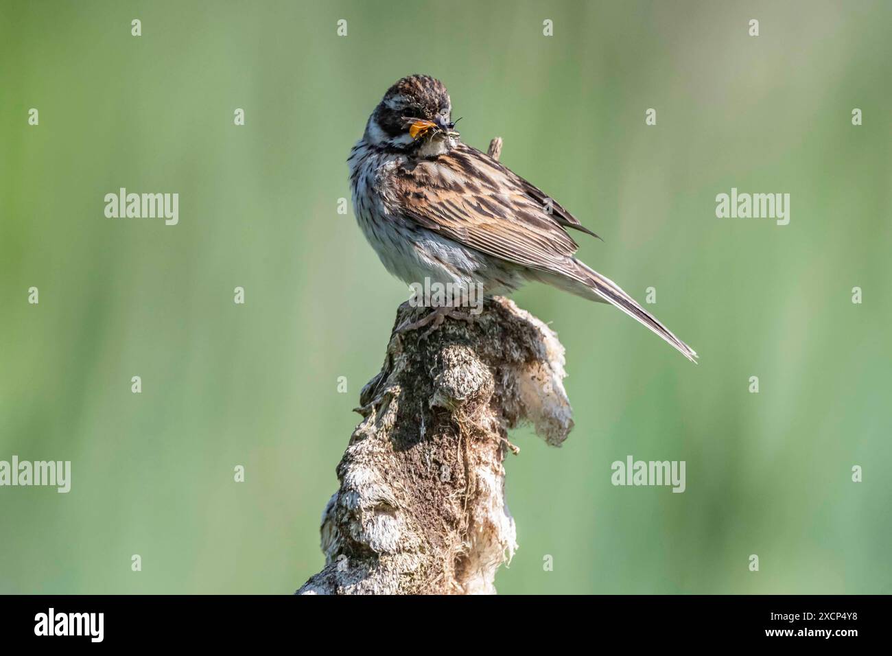 Reed Bunting Emberiza schoeniclus on Bull Rushes collecting food for ...