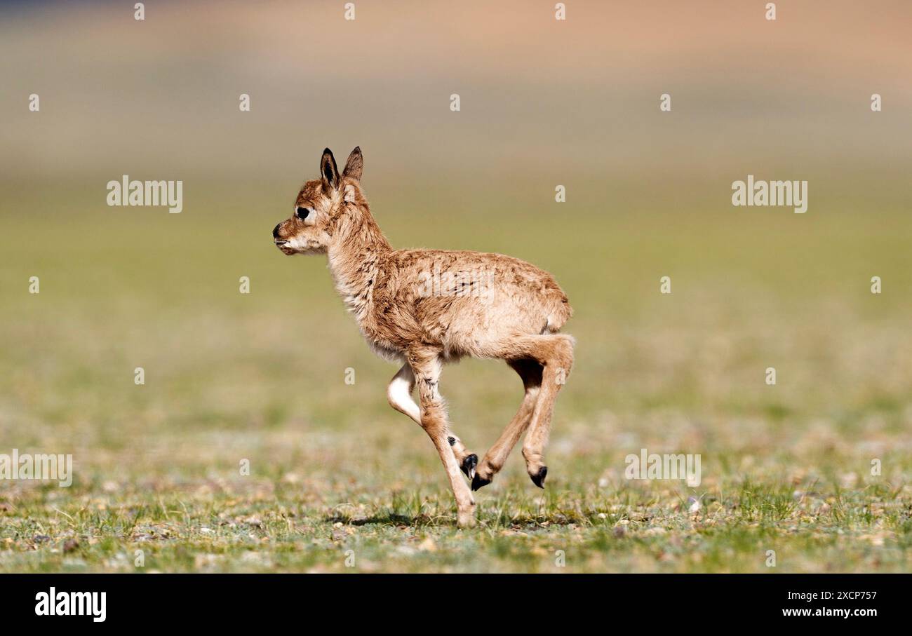 Nagqu. 17th June, 2024. A Tibetan antelope newborn is pictured in ...
