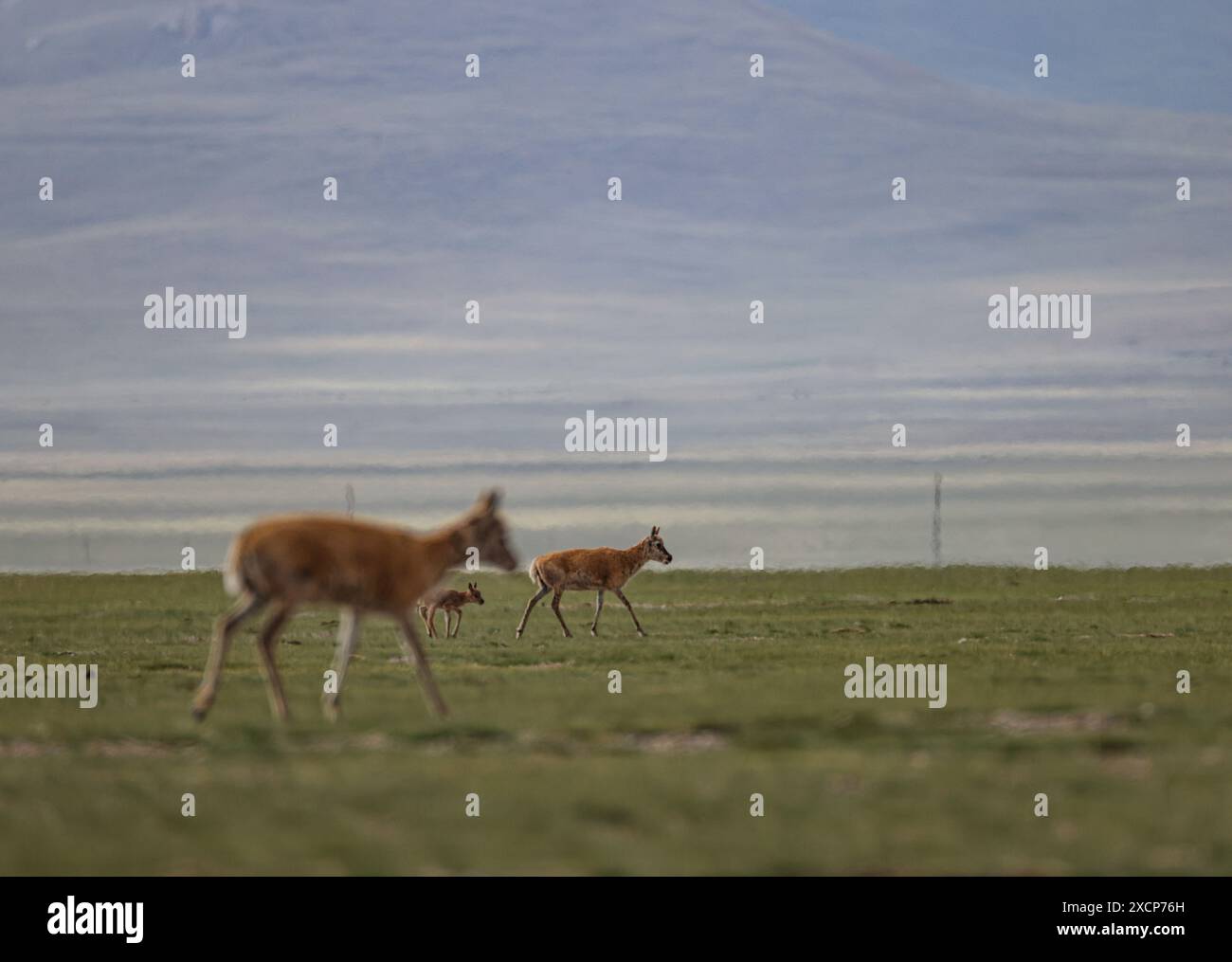 Nagqu. 17th June, 2024. Tibetan antelopes are pictured in Qiangtang ...