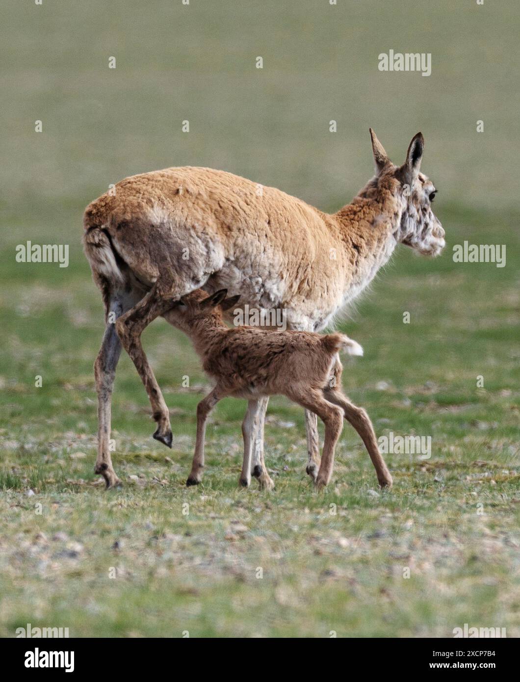 Nagqu. 17th June, 2024. A Tibetan antelope breastfeeds her newborn in ...