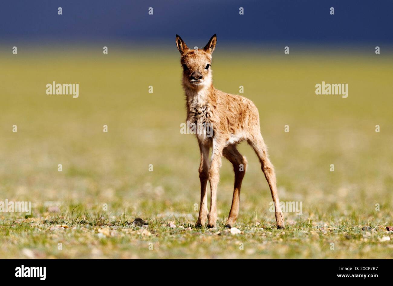 Nagqu. 17th June, 2024. A Tibetan antelope newborn is pictured in ...