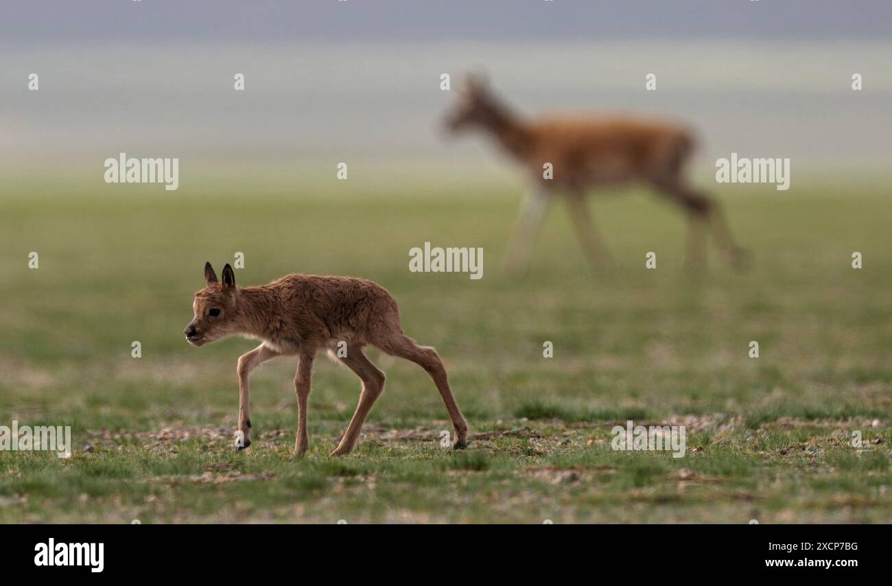 Nagqu. 17th June, 2024. A Tibetan antelope newborn staggers in ...