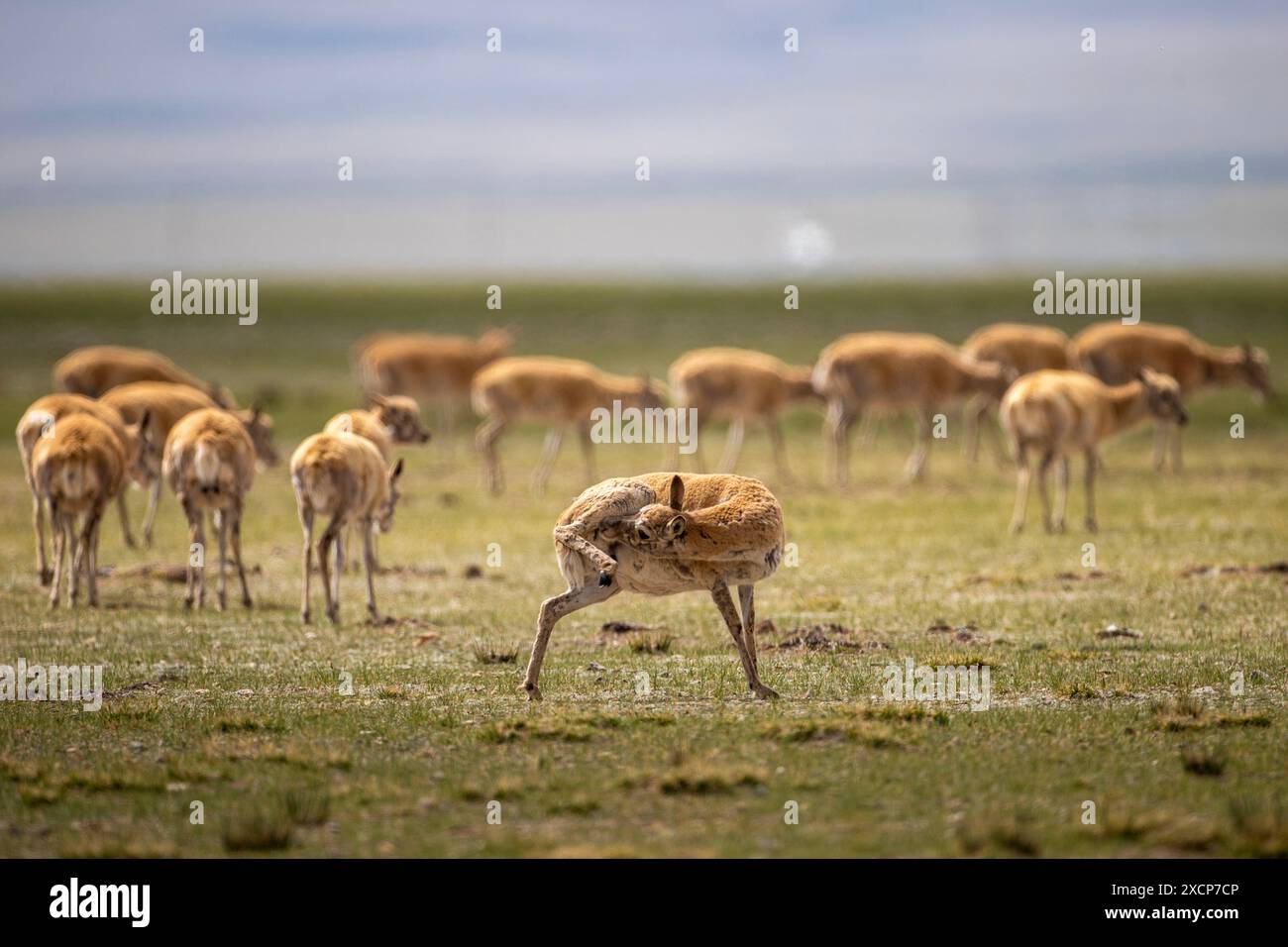 Nagqu. 17th June, 2024. A pregnant Tibetan antelope licks herself to ...