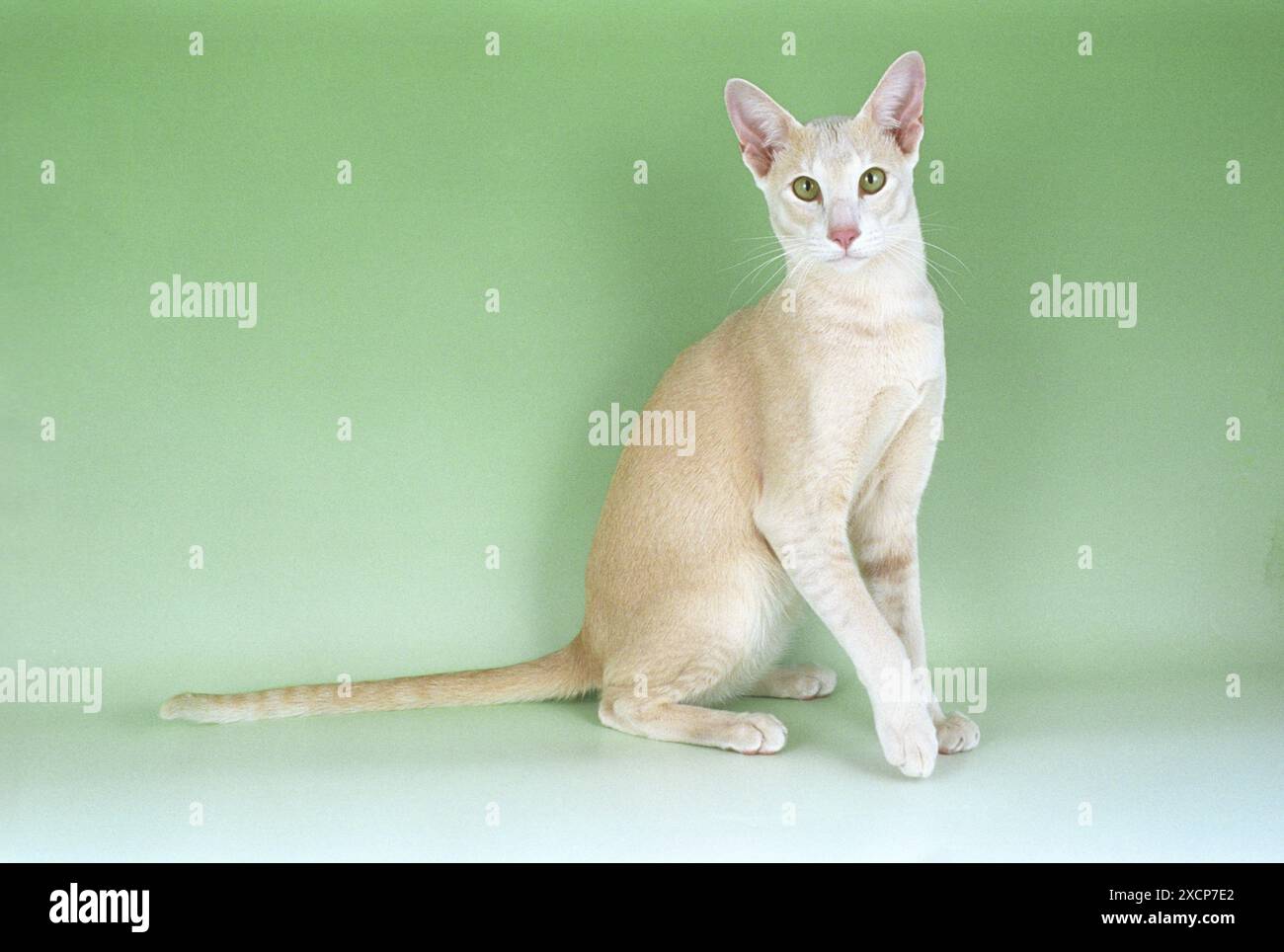 Oriental shorthair tabby hi-res stock photography and images - Alamy