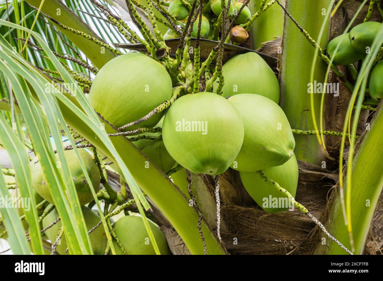 Cluster of ripe nuts hi-res stock photography and images - Alamy