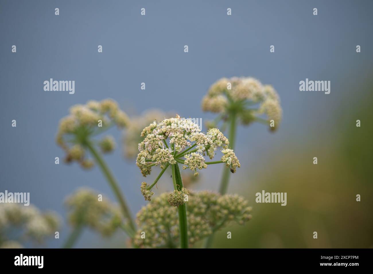 Cow parsley white dainty flowers, Anthriscus sylvestris, natural ...
