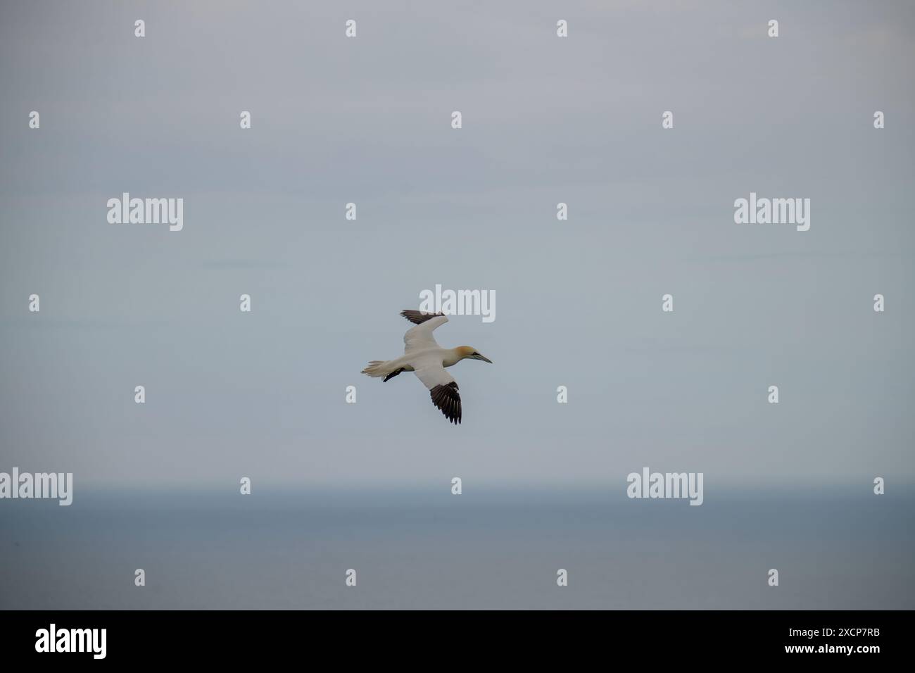 A Gannet bird, Morus Bassanus, flying above the sea at Bempton Cliffs ...