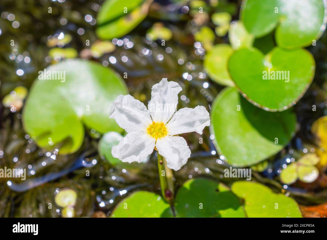 Flower of Water snowflake, banana plant lily and big floatingheart ...