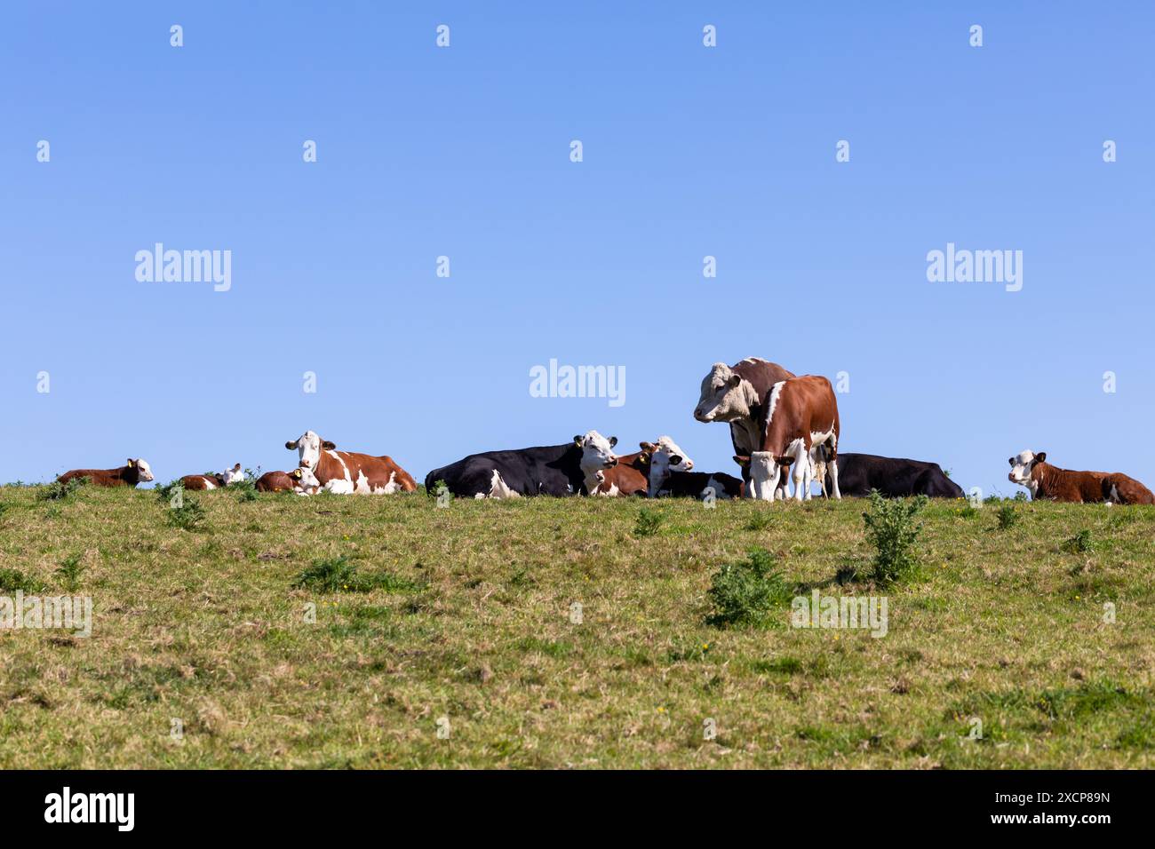 Some cows grazing and resting in a field in Dorset, England UK Stock ...