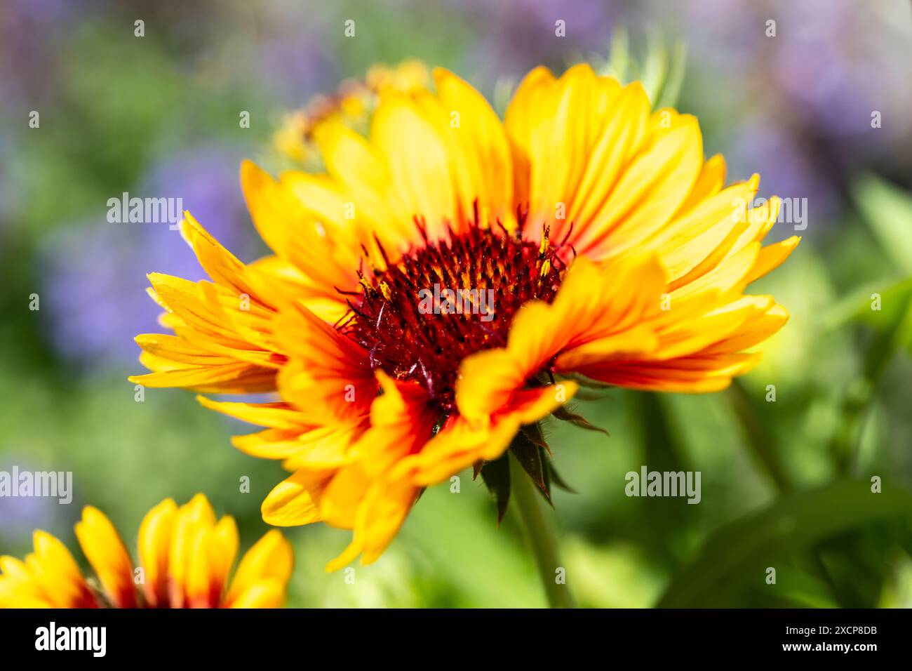 Gaillardia grandiflora, Blanket flower closeup Stock Photo - Alamy