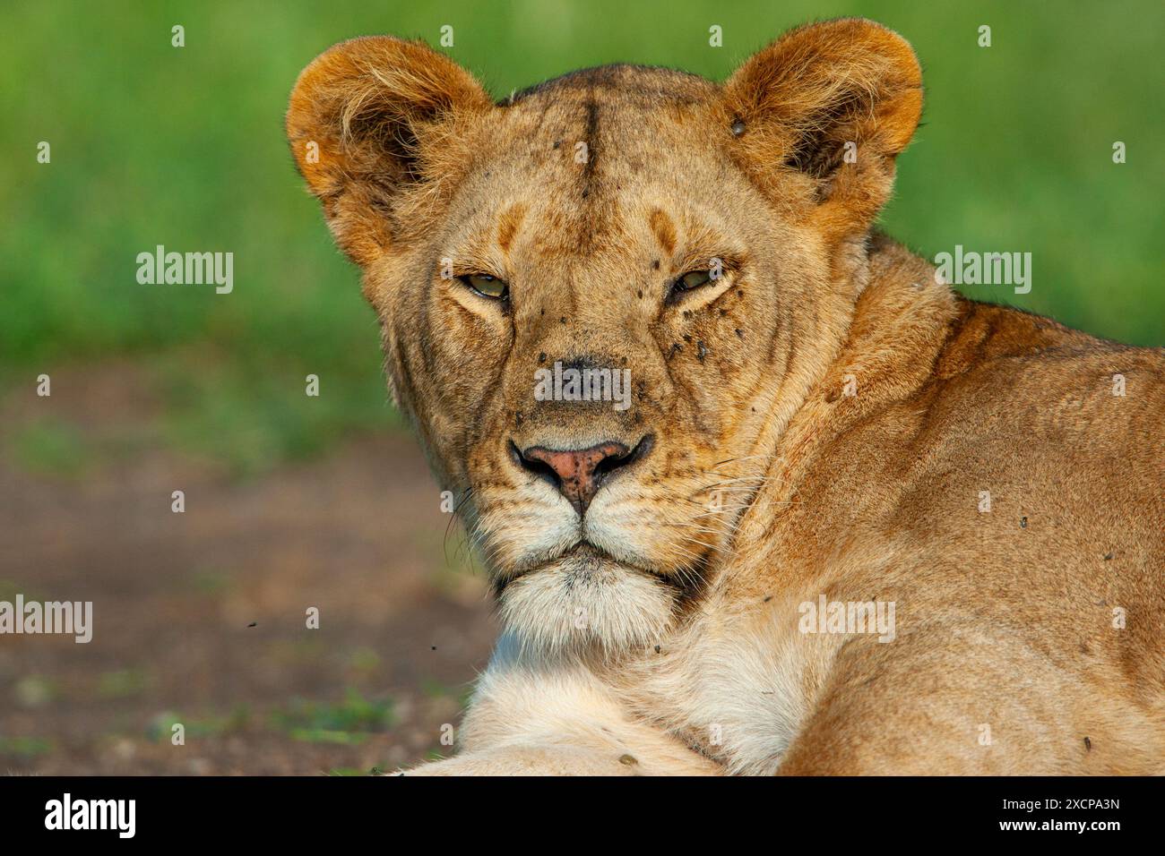 Lioness head portrait Stock Photo - Alamy