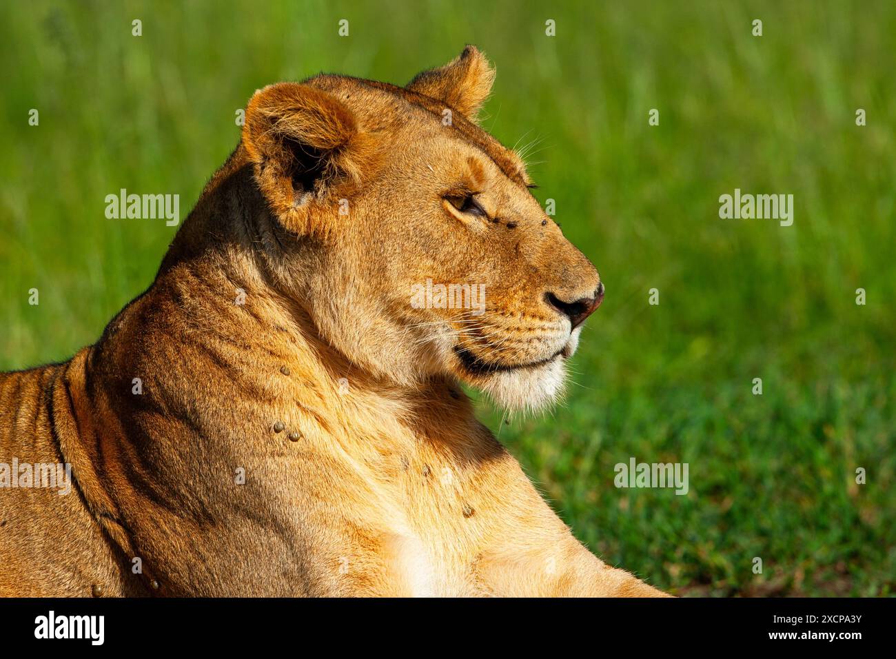 Lioness head portrait Stock Photo - Alamy