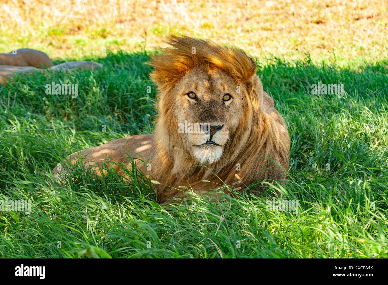 big Lion male Stock Photo - Alamy