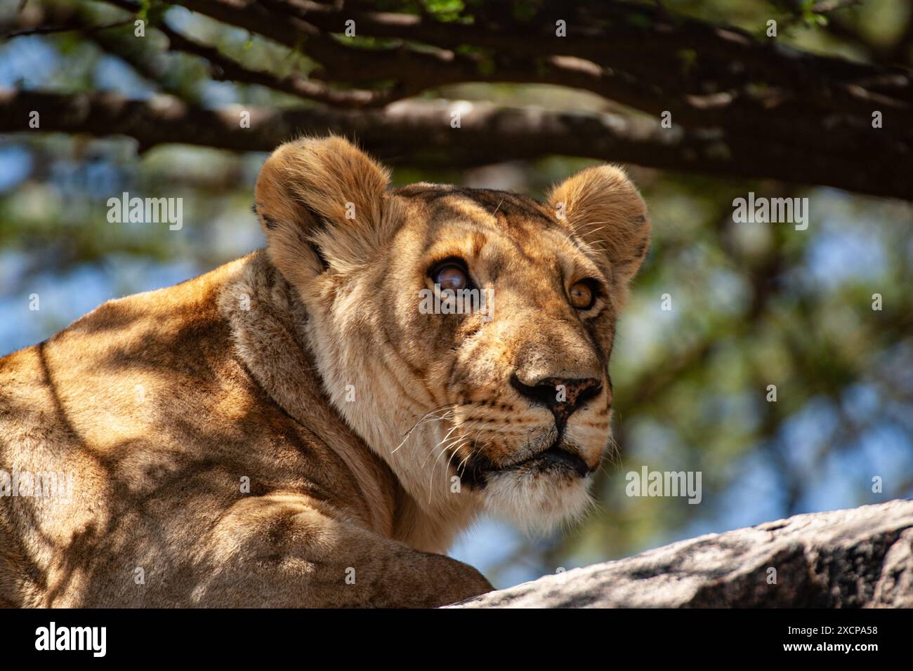 Lioness panthera leo watching hi-res stock photography and images - Alamy